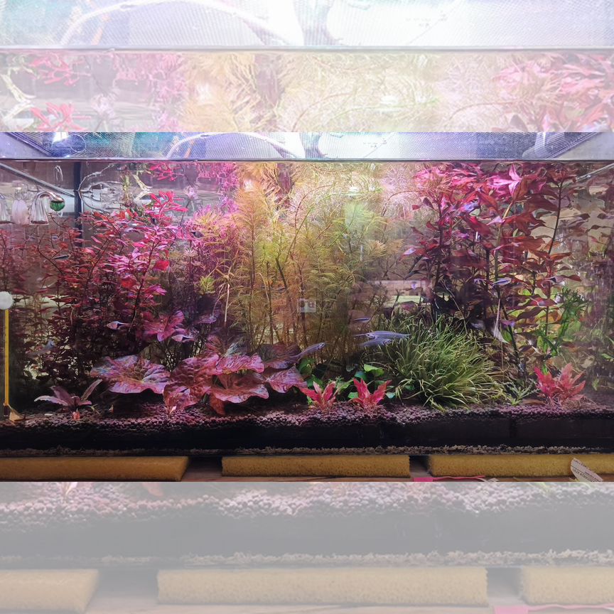 Аквариумные растения