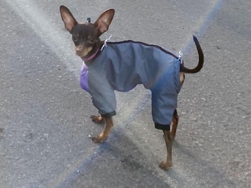 Комбинезон-дождевик для собак