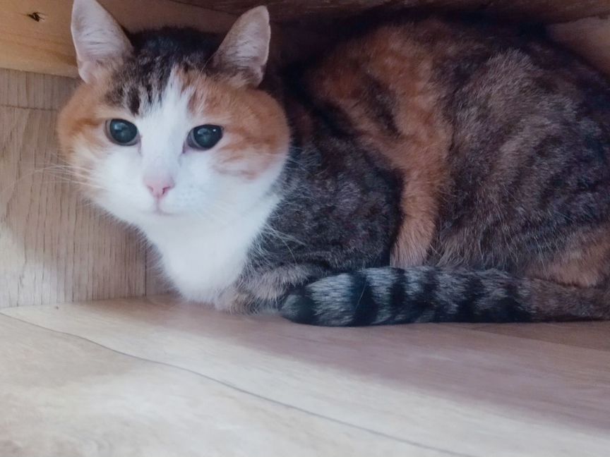 Нужна передержка или дом для кошки