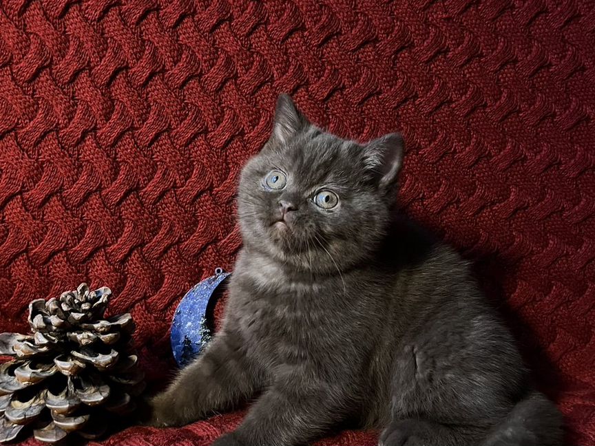 Шоколадная британка котенок