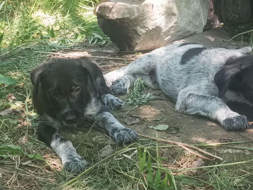 Щенки,похожи на спаниель, подкидыши