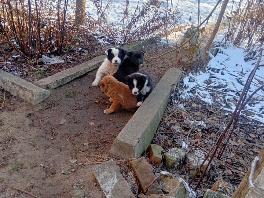 Отдам бесплатно щенки