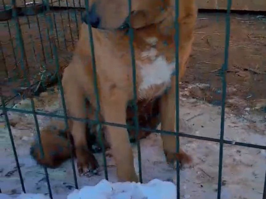 Собака без лапы попала в отлов. Необходим дом