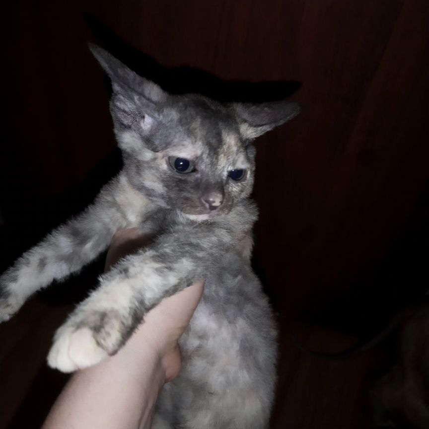 Кошечка помесь