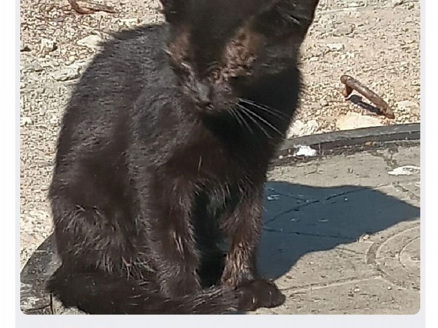 Котенок тоже хочет видеть солнышко