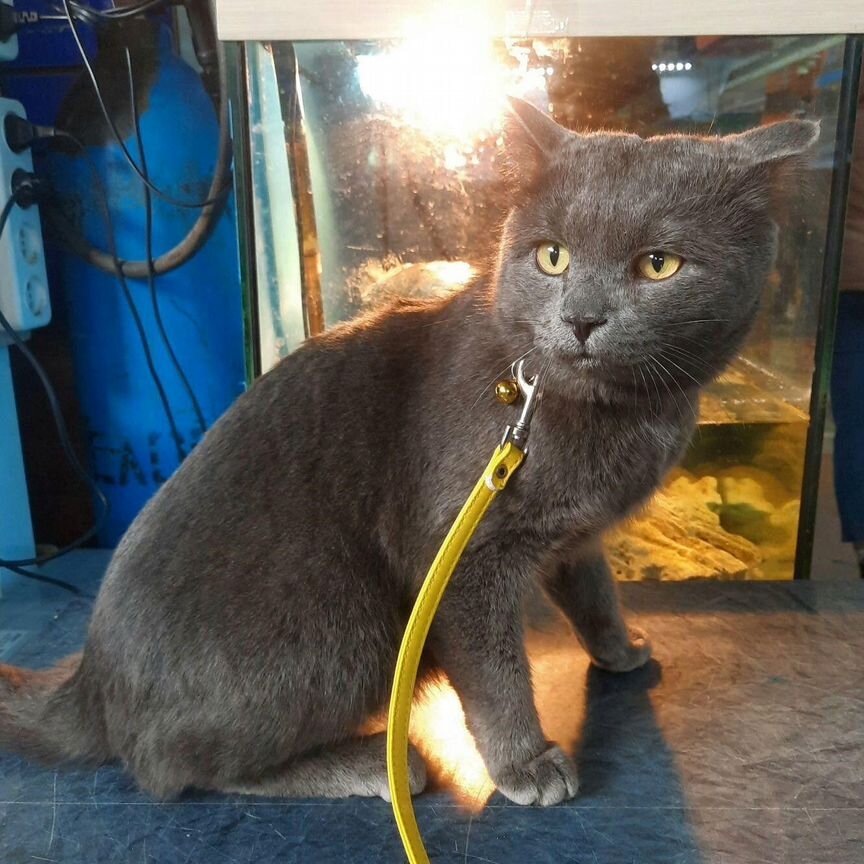 Котик Британец в Добрые руки (3 года)
