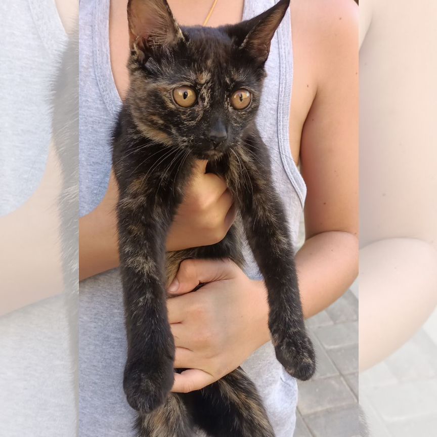 Котенок пестрая мурлыка