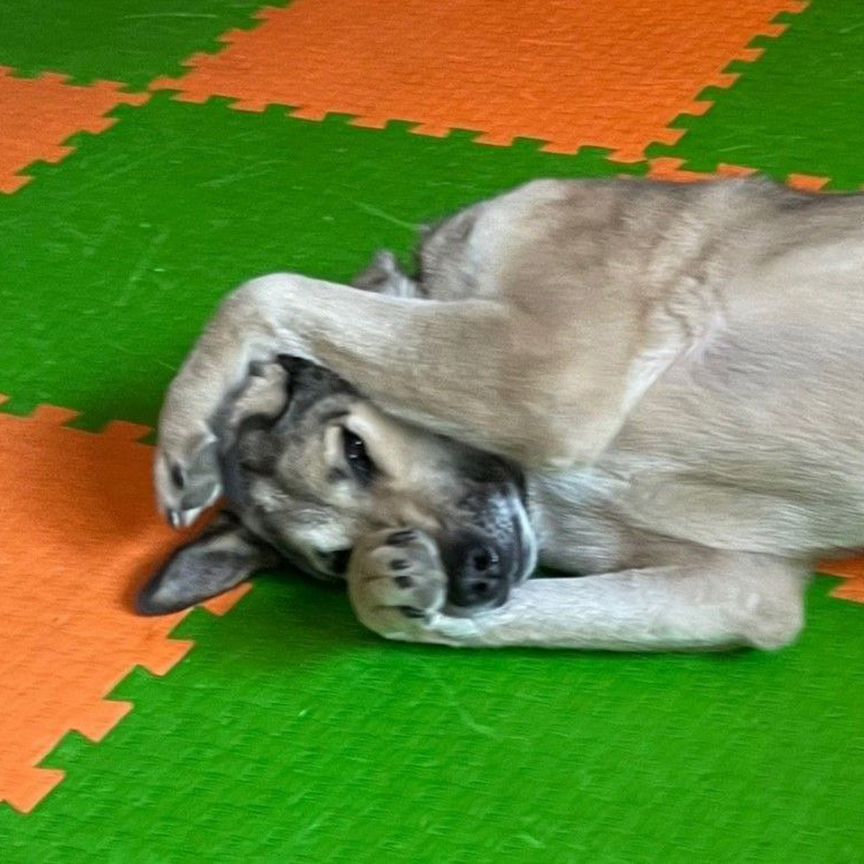 Помогите Лизе, пригрейте хотя бы до весны