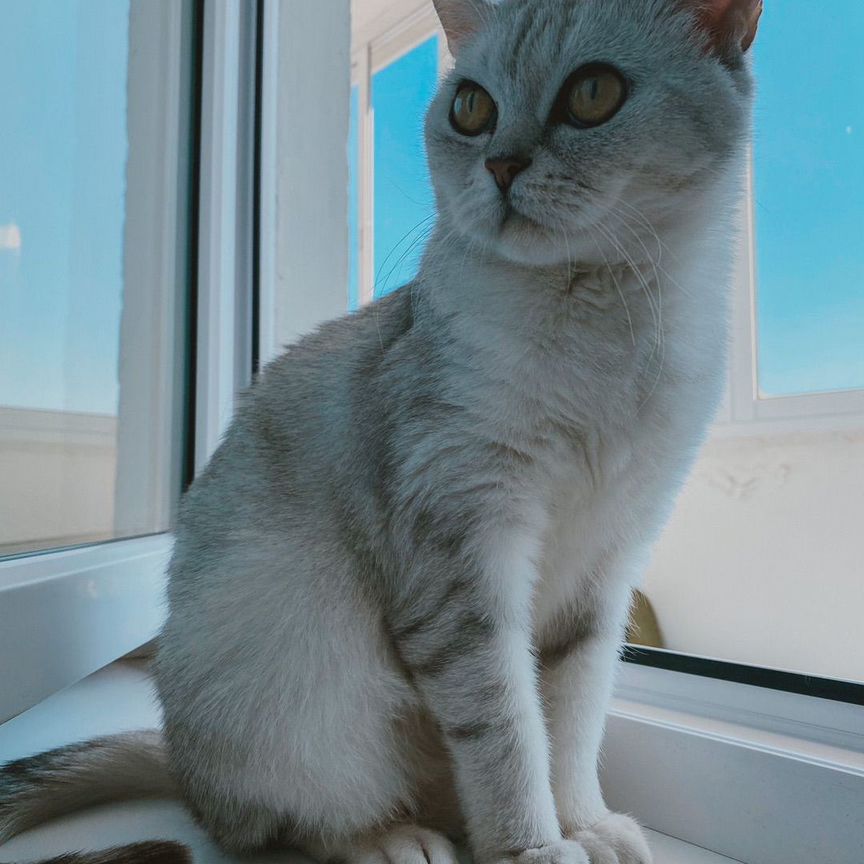 Шотландская кошка прямоухая