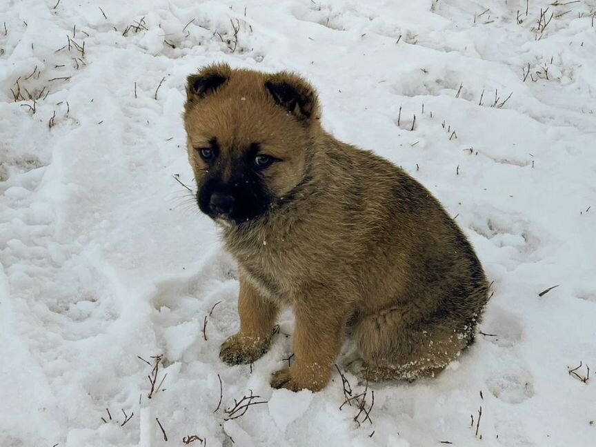 Немецкая овчарка