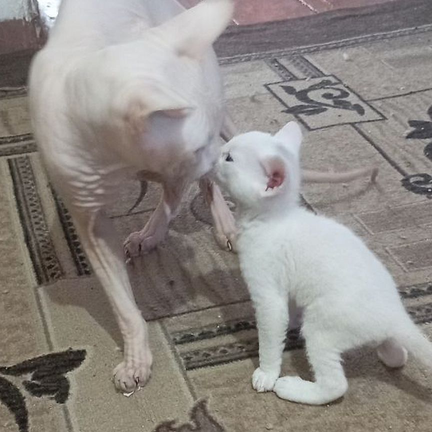 Донской сфинкс котёнок
