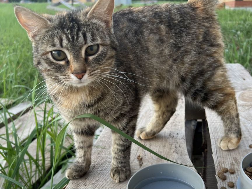 Кошечка ласкушка в добрые руки