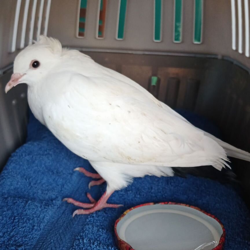 Голубь белый найденышь
