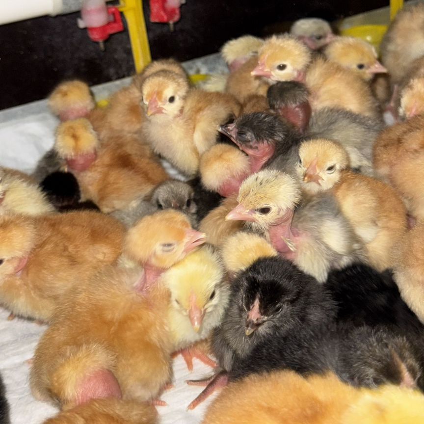 Цыплята суточные