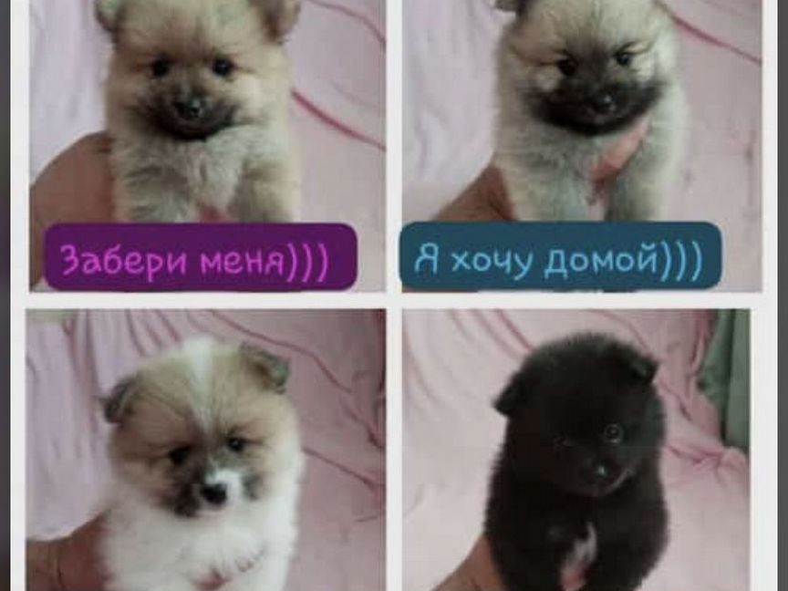Щеночки померанского шпица