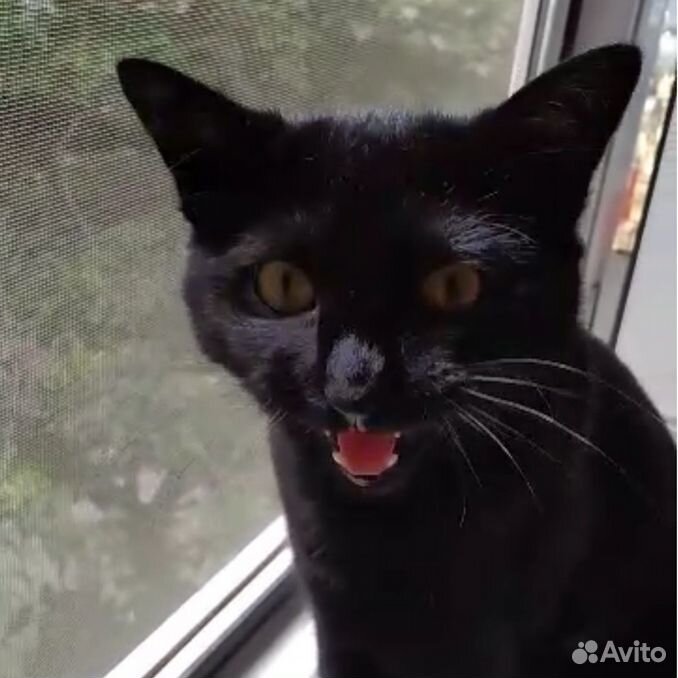 Замечательная чёрная кошечка ищет передержку дом