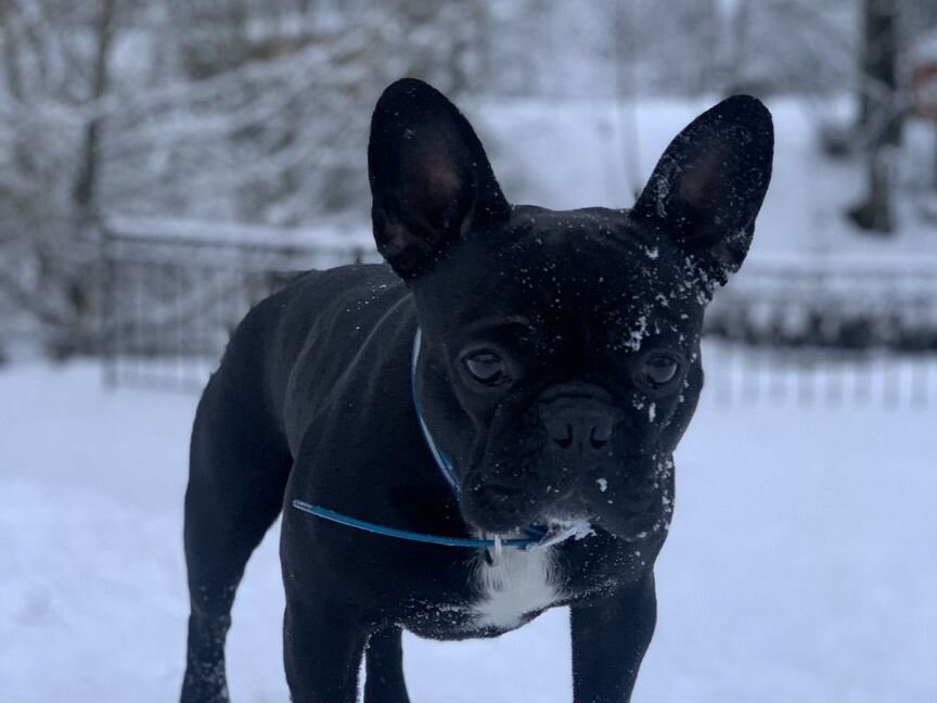 Французский бульдог вязка