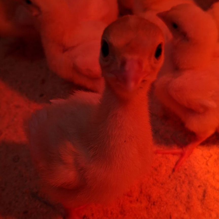 Индюшата хайбрид конвертер