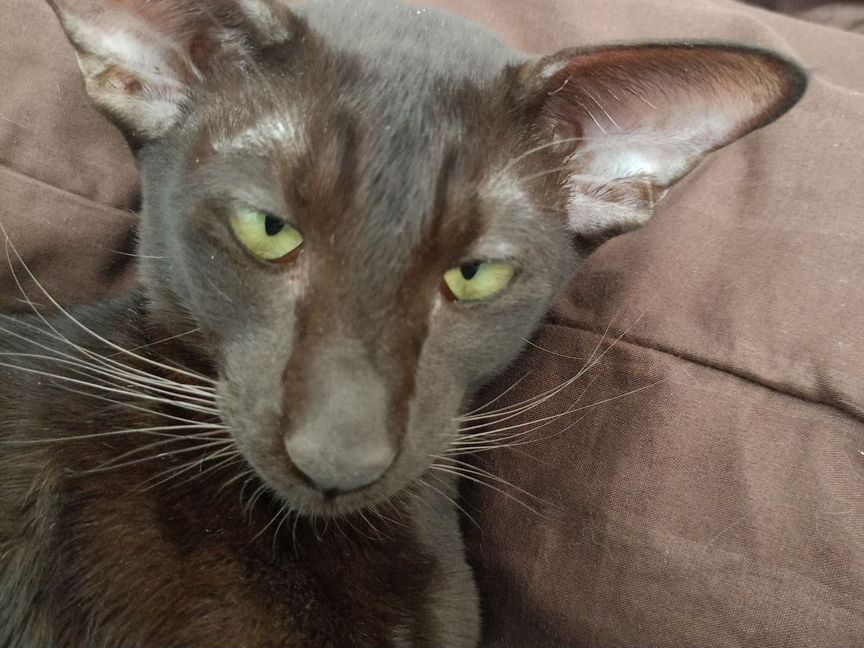 Ориентальная