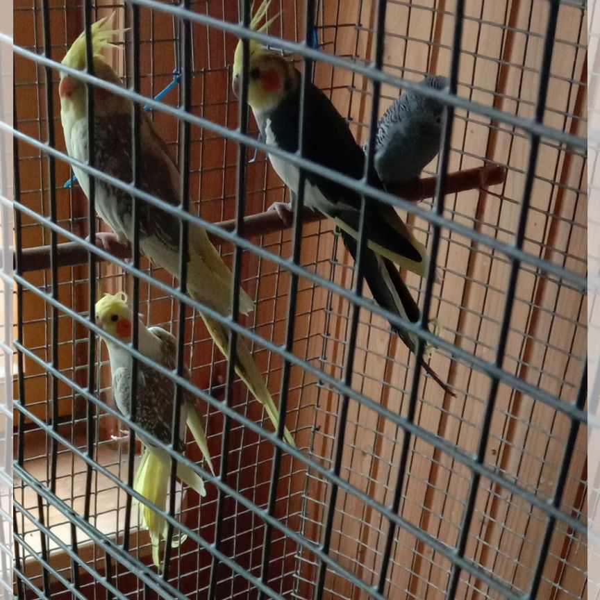 Попугай корелла