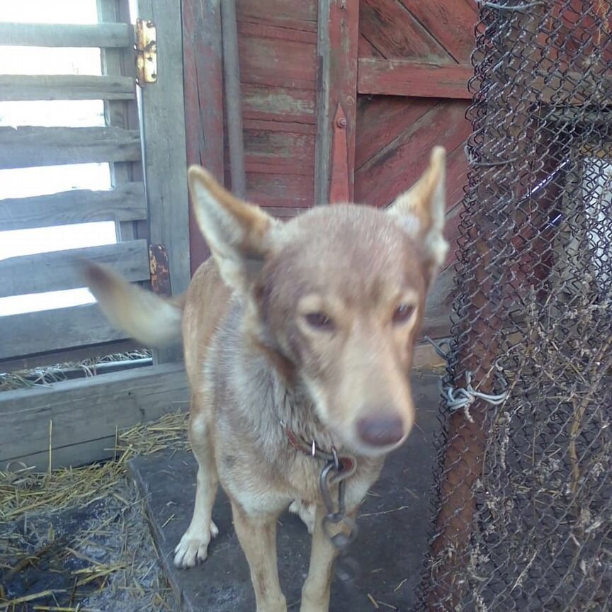 Отдам щенят