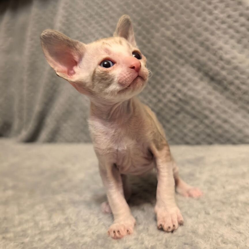 Корниш Рекс котёнок