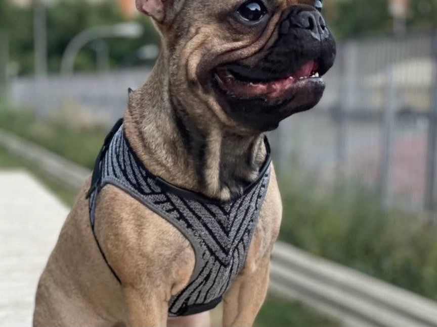 Шлейка для собак petkit