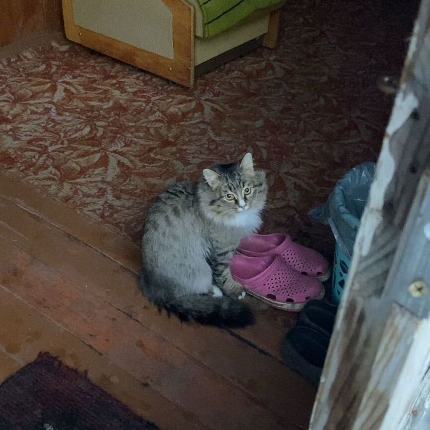 Добрая умная красивая кошечка