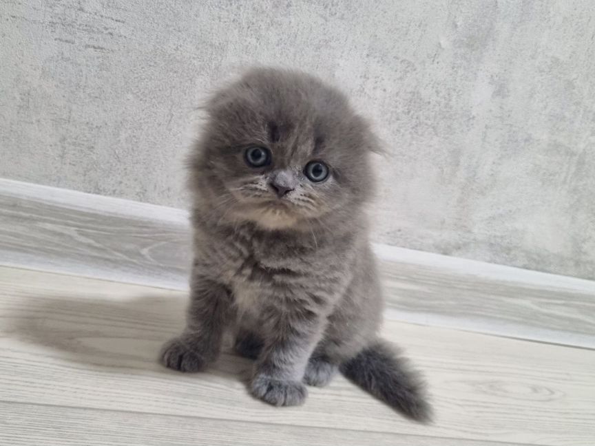 Шотландский котёнок медвежонок