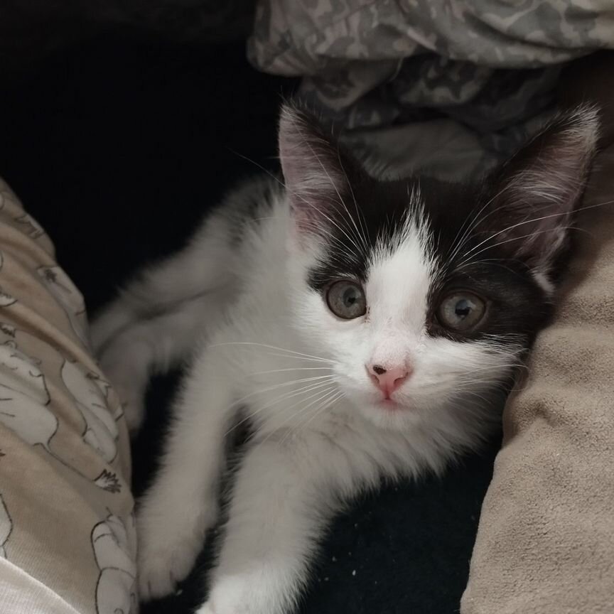 Котик в добрые руки