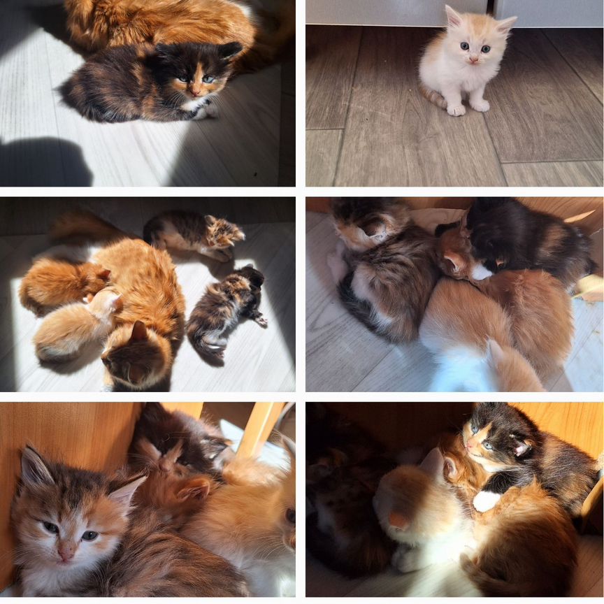 Котята в добрые руки