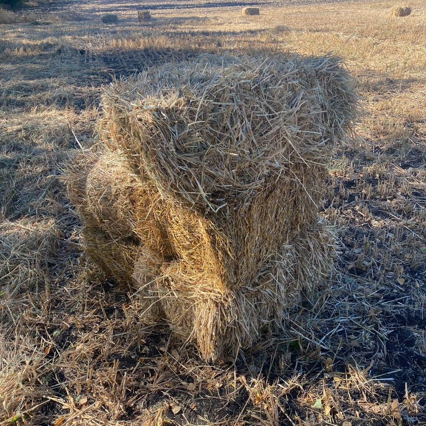 Солома просяная