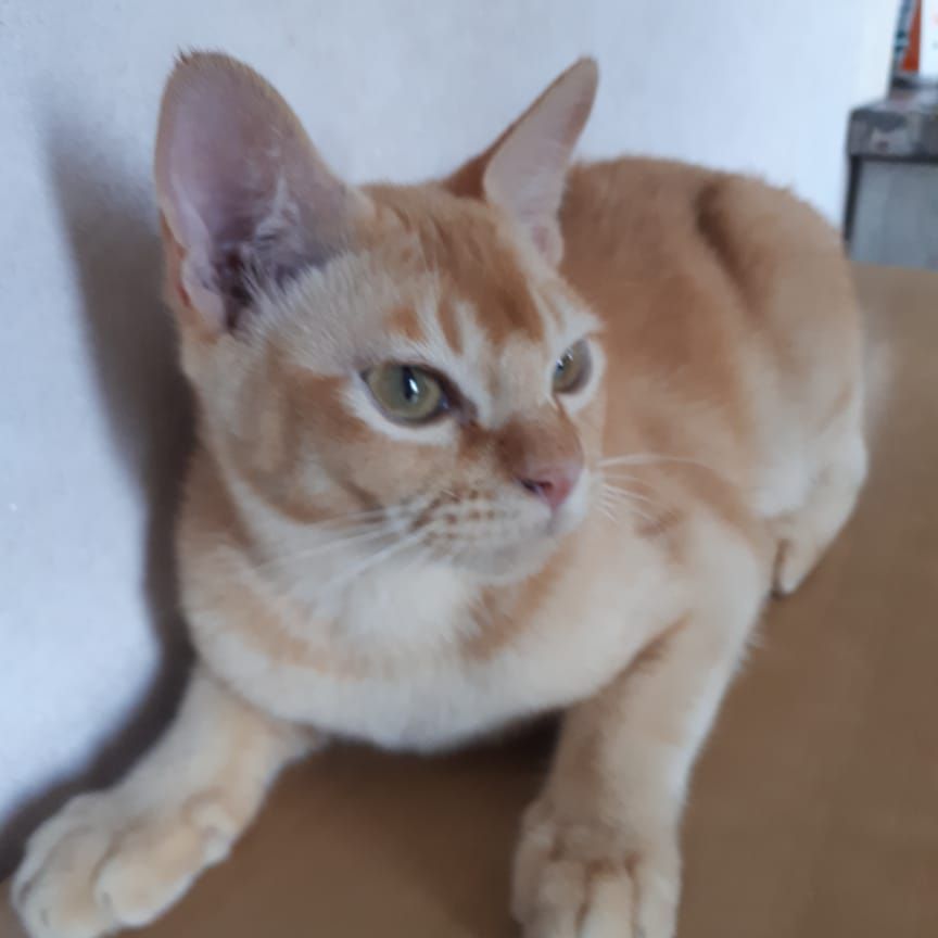 Бурманские котята