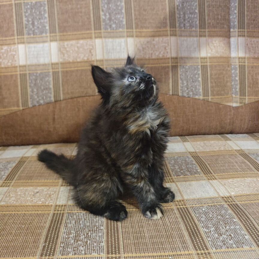 Шотландская прямоухая длинношёрстная, взрослая кошка