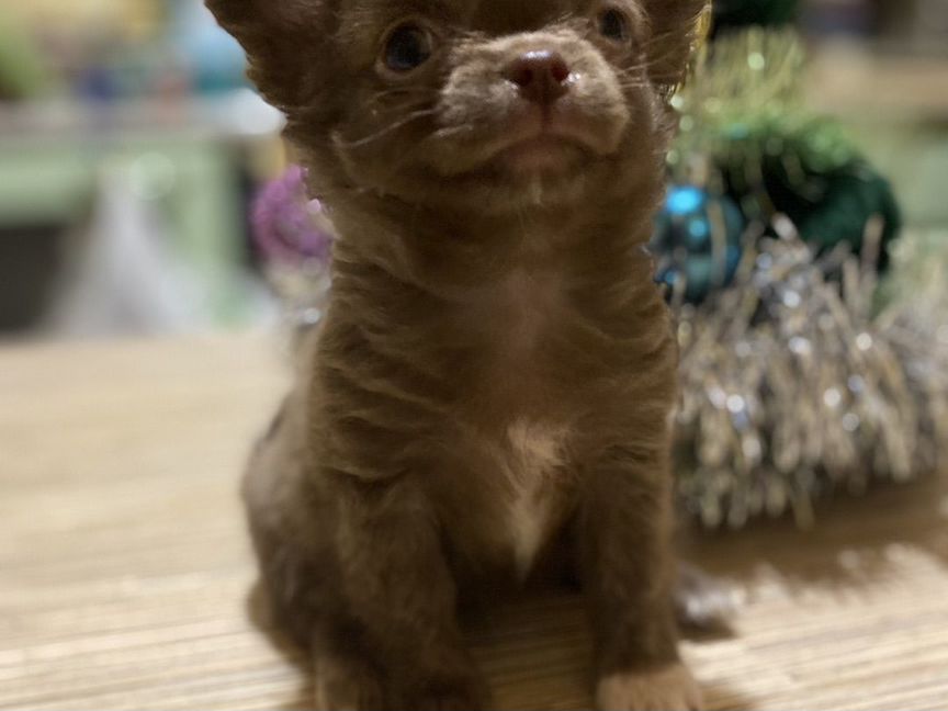 Крошки чихуашки