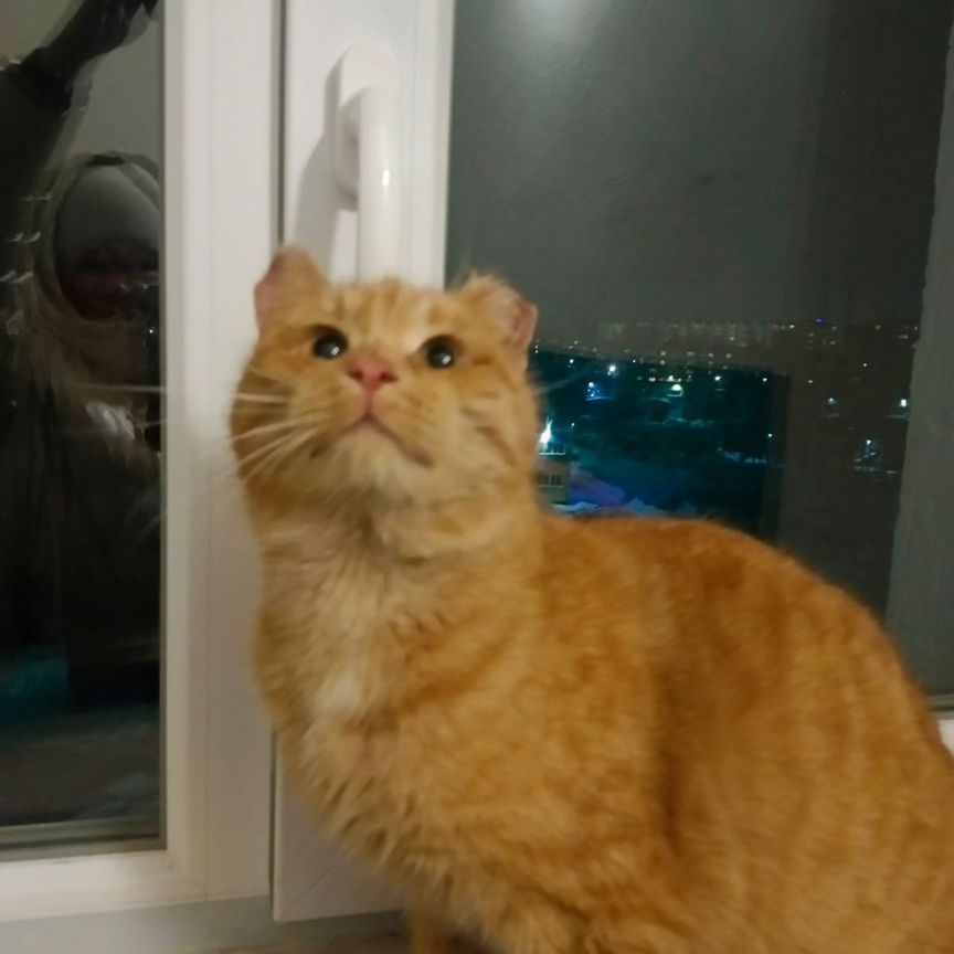 Шикарный молодой котик