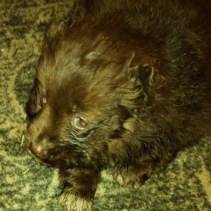 Щенок в добрые руки