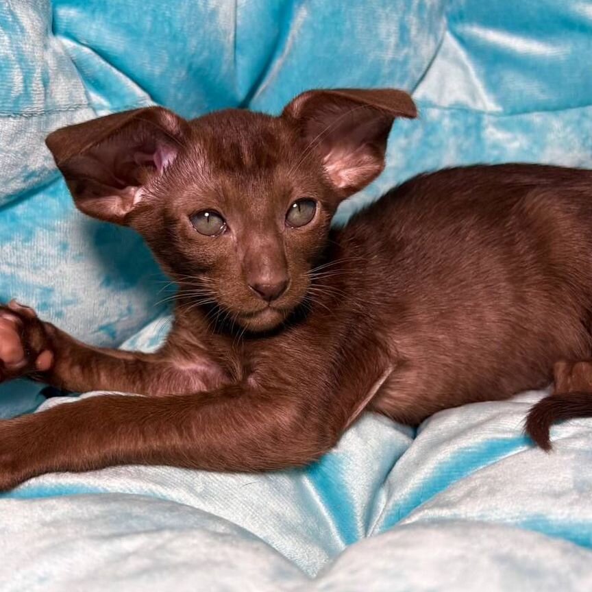 Ориентальный котёнок