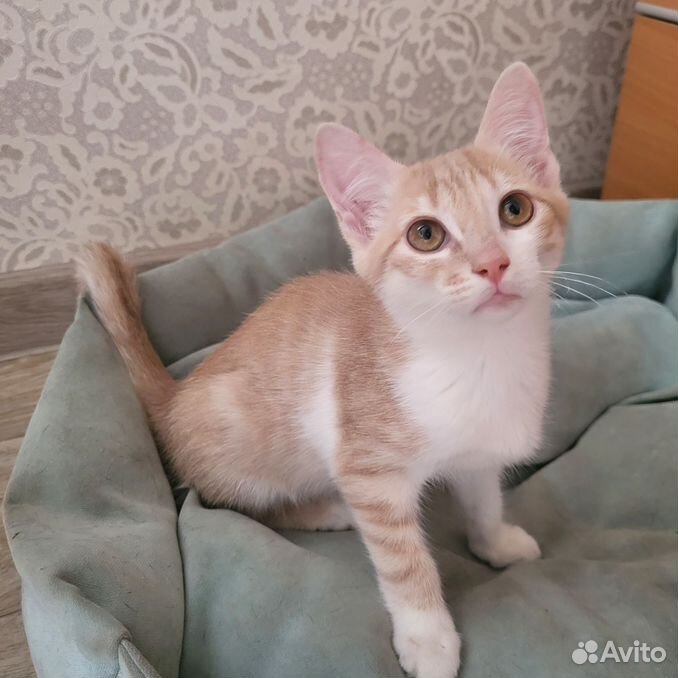 Персиковый молодой котик ищет дом