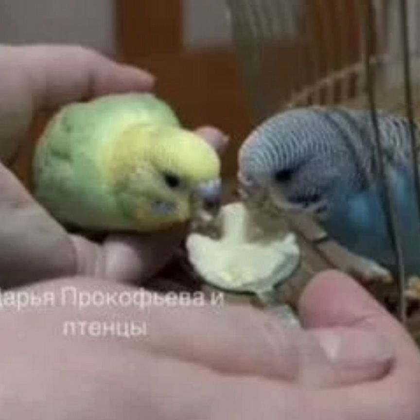 Волнистые Попугаи Получехи и Чехи