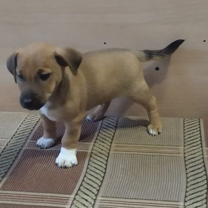 Джек-рассел-терьер, щенок