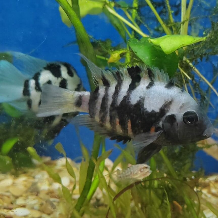 Мальки чернополосая цихлозома