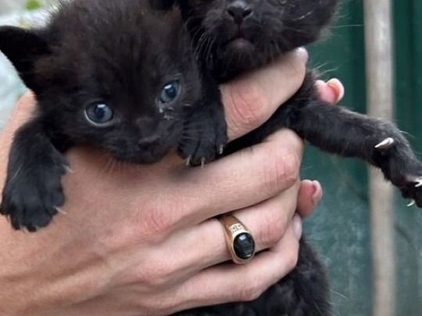 2 чудесных черных кошечки ищут дом