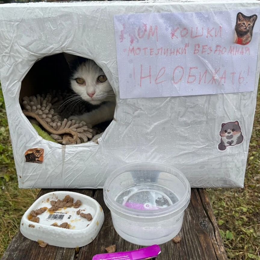 Кошка пропадает