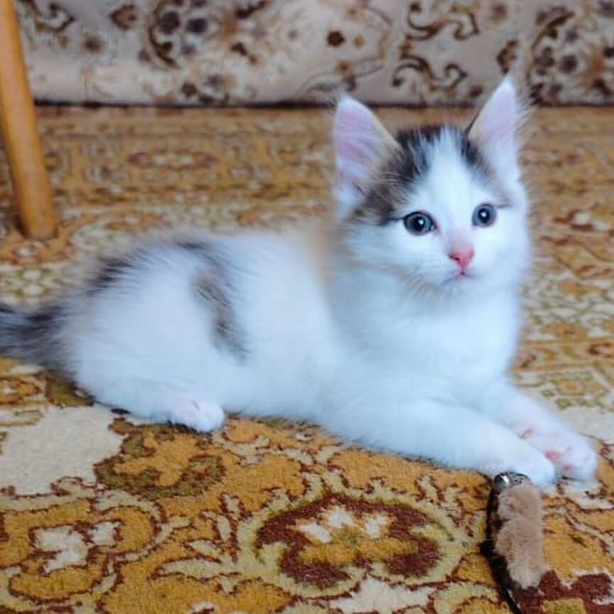 Продам котенка от домашней кошки