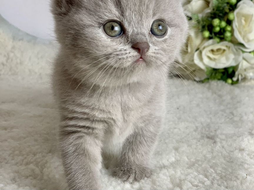 Британские котята