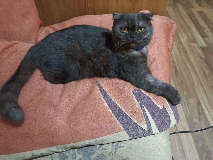 Котята шотландцы вислоухие