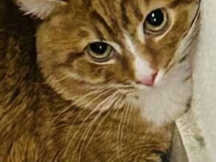 Котика хотят выгнать из подъезда