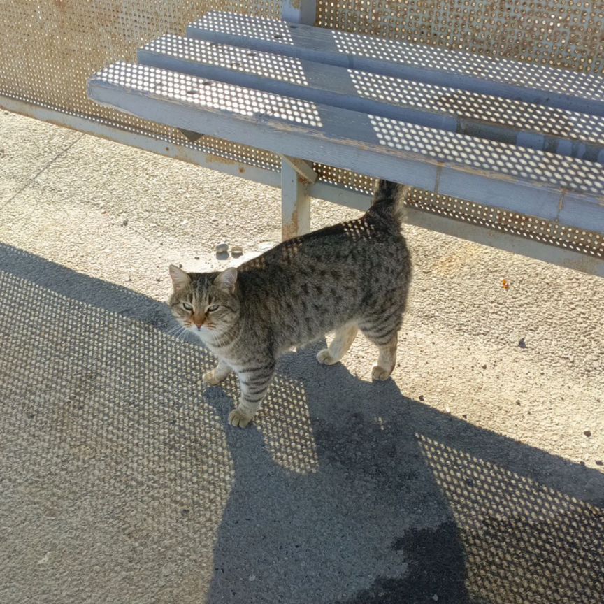 На остановке живет кошка