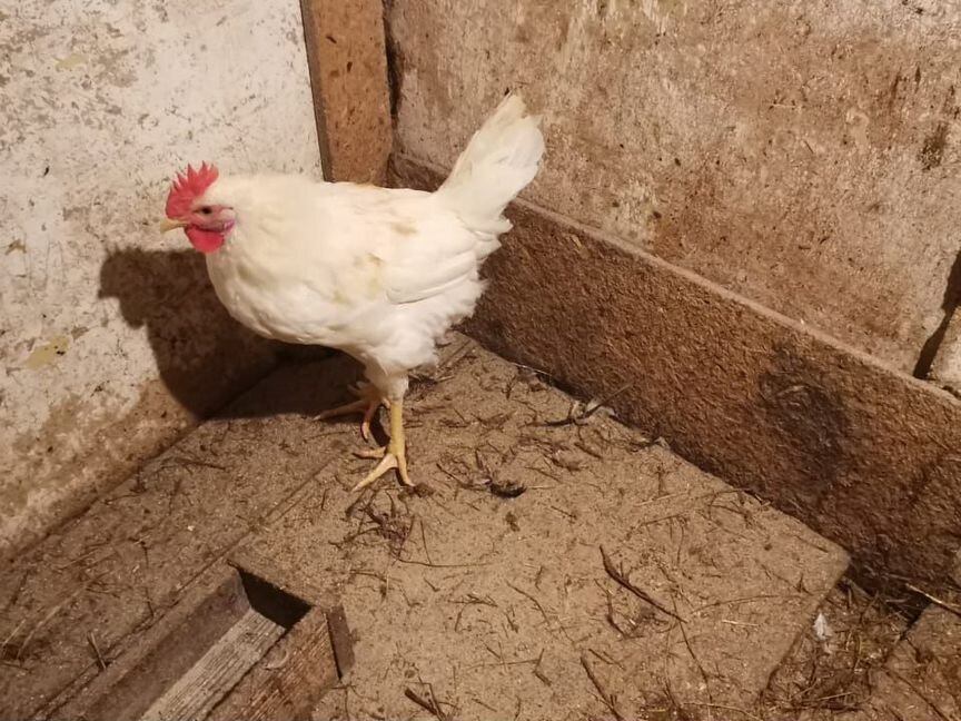 Молодые петухи